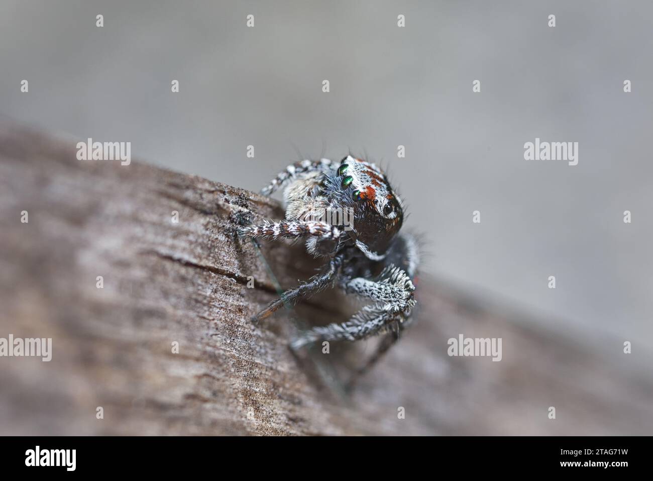 Male Peacock spider, Maratus aquilus, in his breeding colours Stock ...