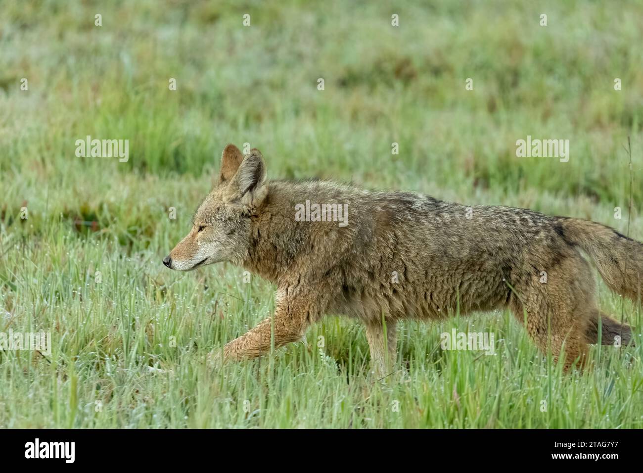 In the early morning a lone coyote runs through wet green grass in a ...