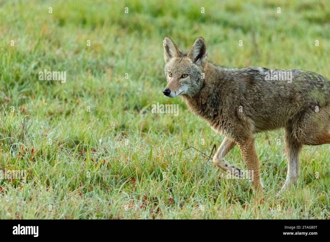In the early morning a lone coyote runs through wet green grass in a ...