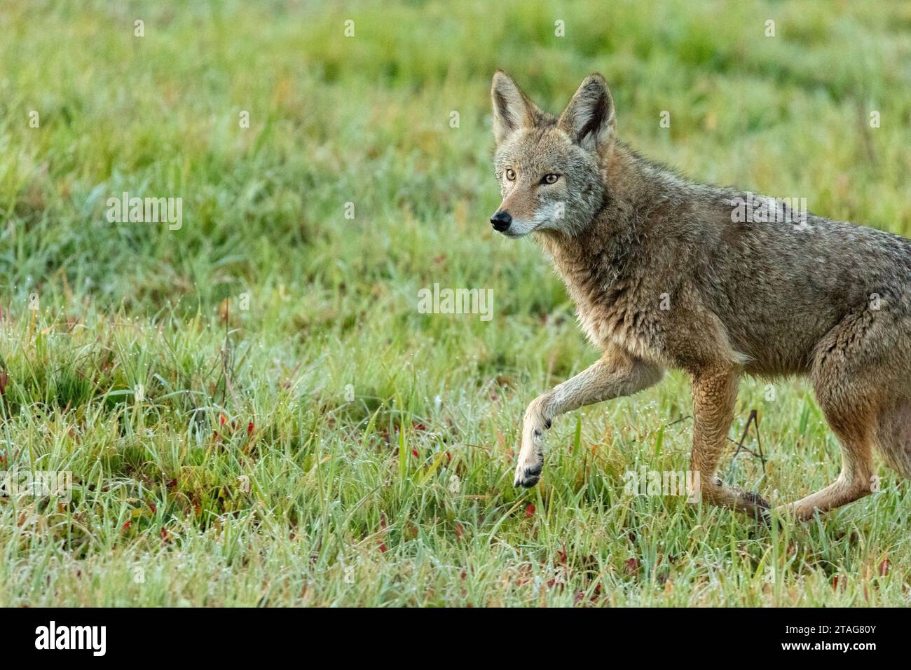In the early morning a lone coyote runs through wet green grass in a ...