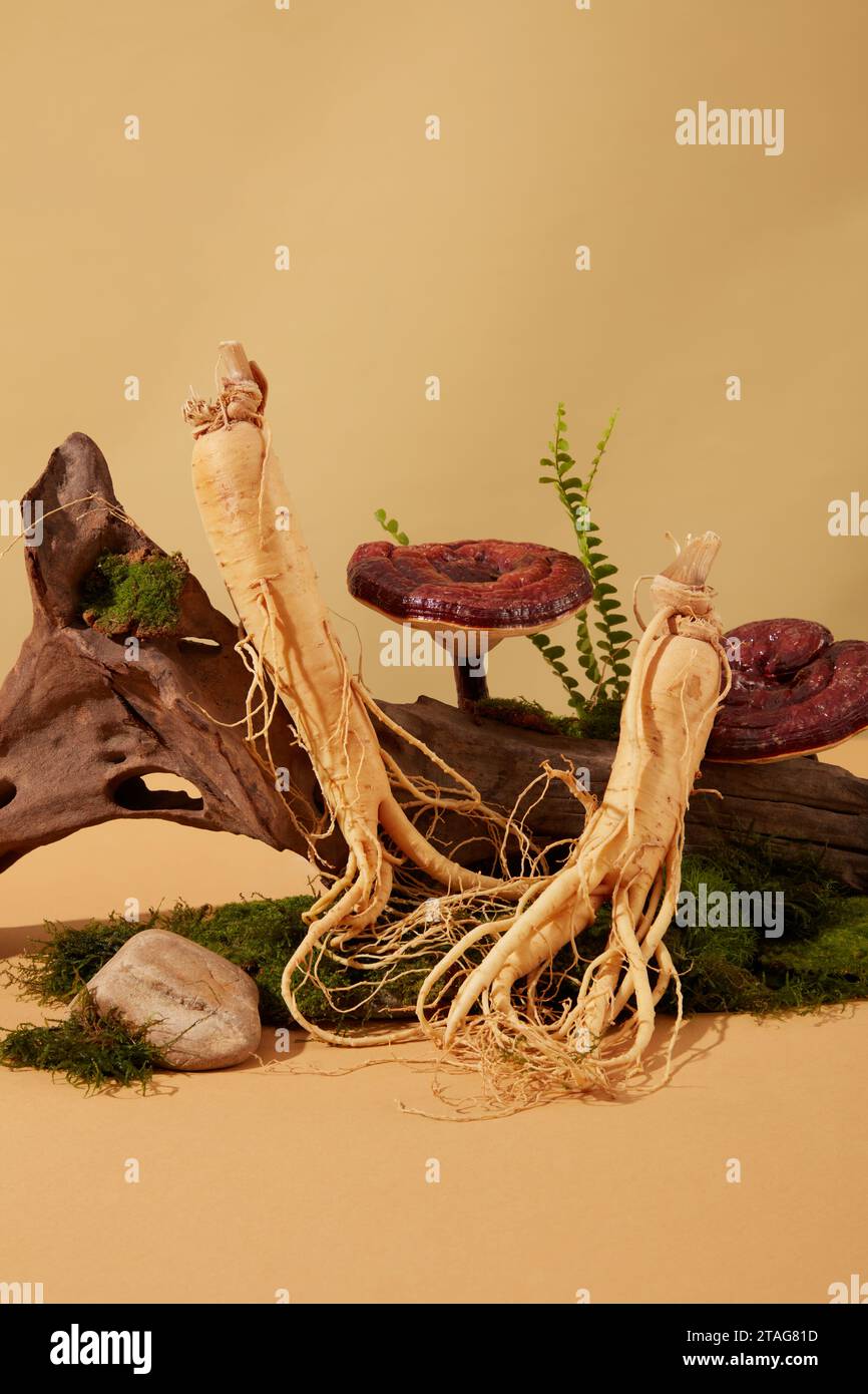 Lingzhi mushrooms hi-res stock photography and images - Alamy