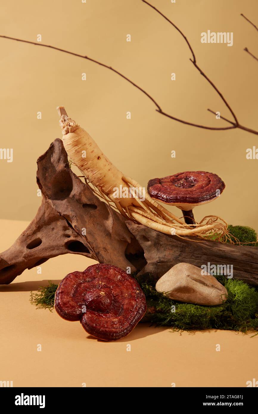 Ganoderma mushrooms and ginseng are displayed together on a log with ...
