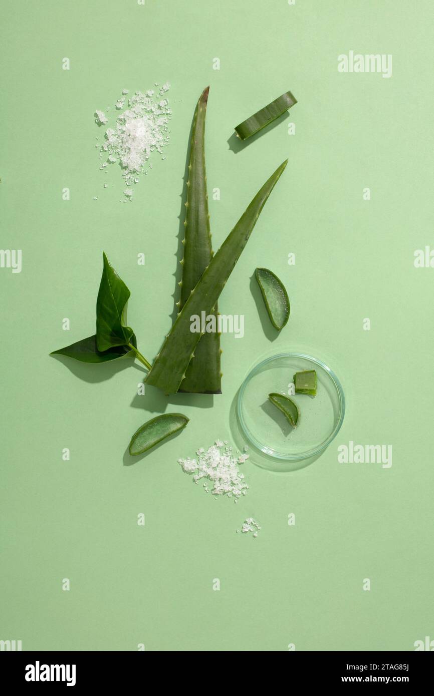 White salt and fresh aloe vera leaves are displayed with a transparent ...