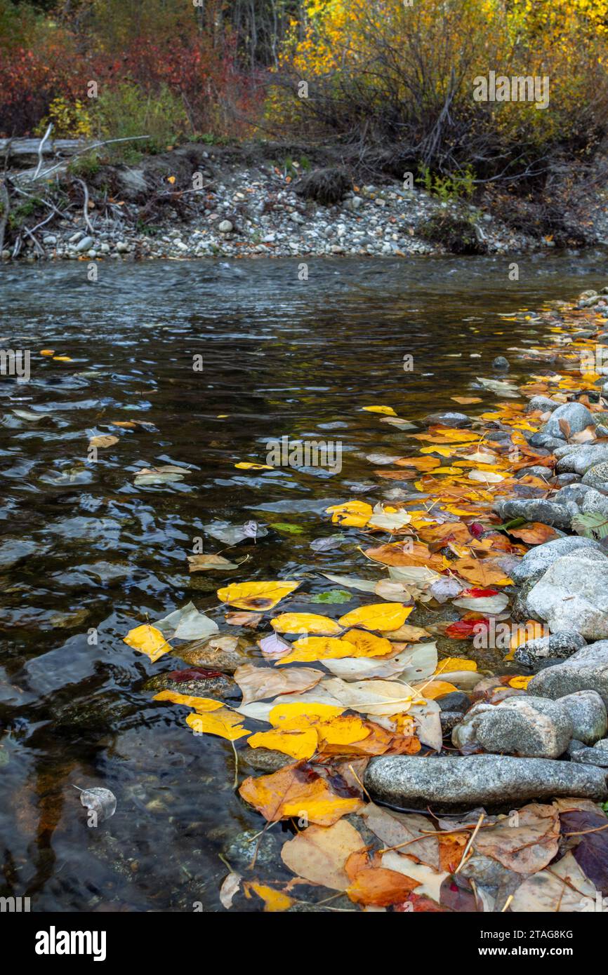 Bright autumn foliage and evergreen trees line the Nason River in ...