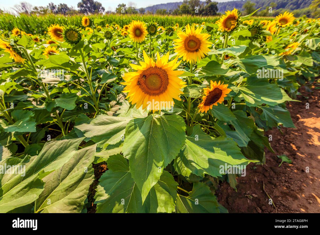 Sunflower fields in full bloom at summertime Stock Photo - Alamy