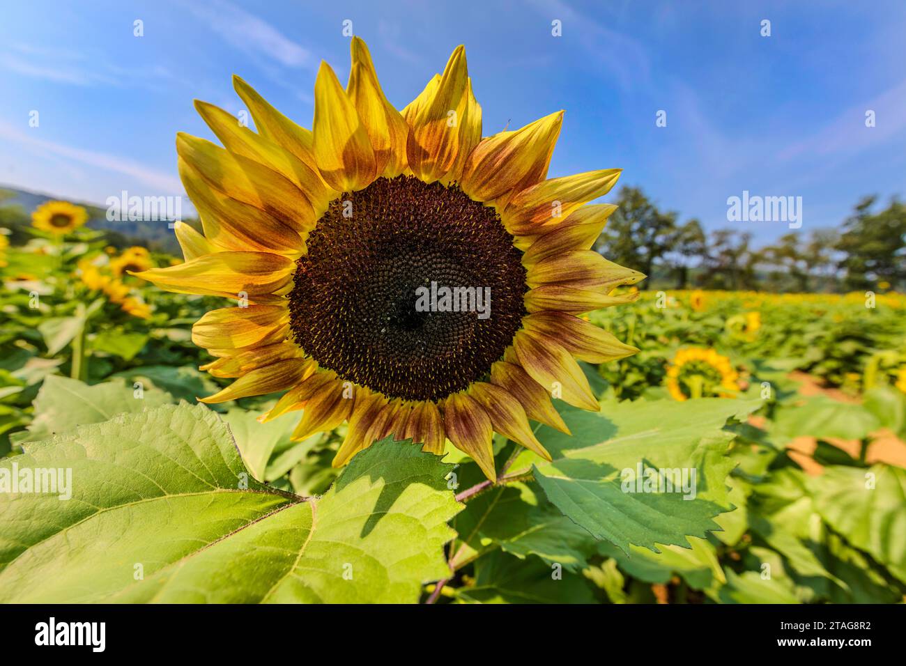 Sunflower fields in full bloom at summertime Stock Photo - Alamy
