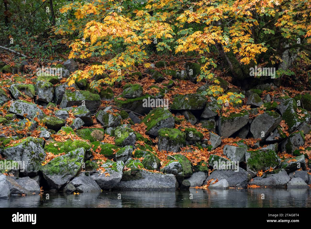 Maple tree in all its autumn color along the Skykomish River in Index ...