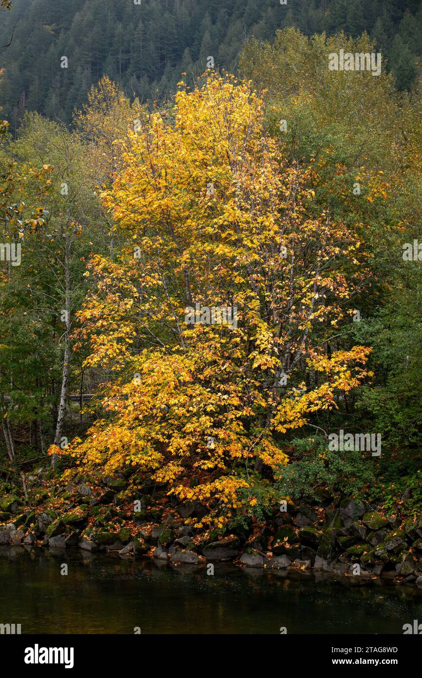 Maple tree in all its autumn color along the Skykomish River in Index ...