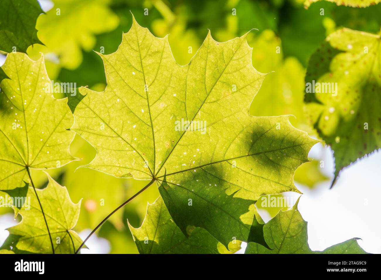 Summer branches of maple tree with fresh green leaves. Summer ...