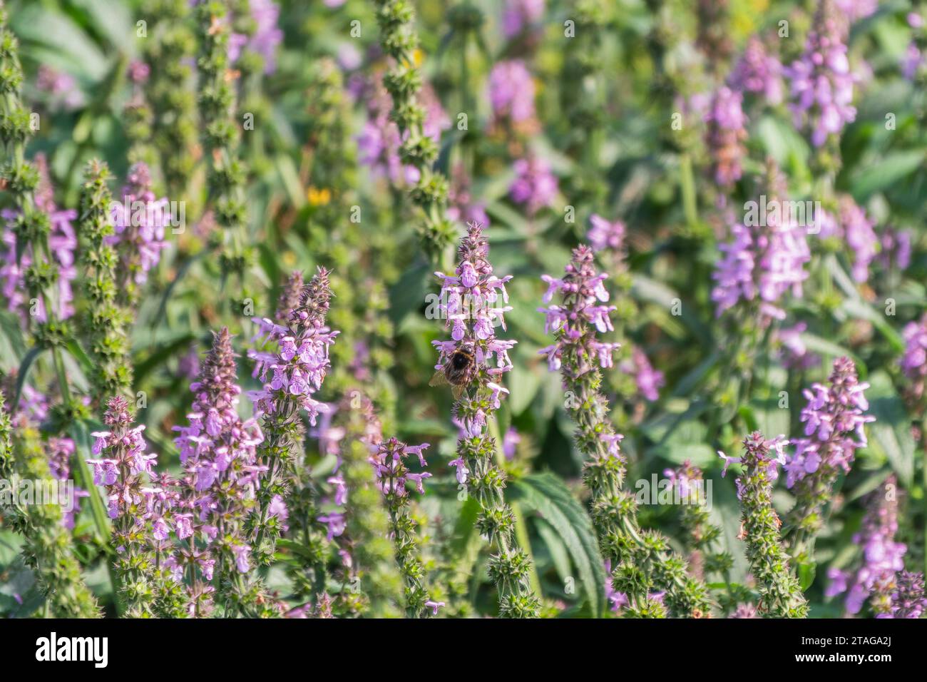 Close up of stachys officinalis, Betonica officinalis foliage. Betonica ...