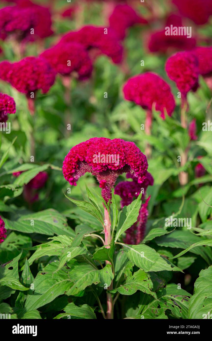 Crested celosin hi-res stock photography and images - Alamy