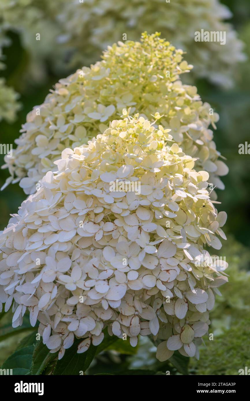 Lush white and yellow hydrangea flowers in summer. White and yellow ...