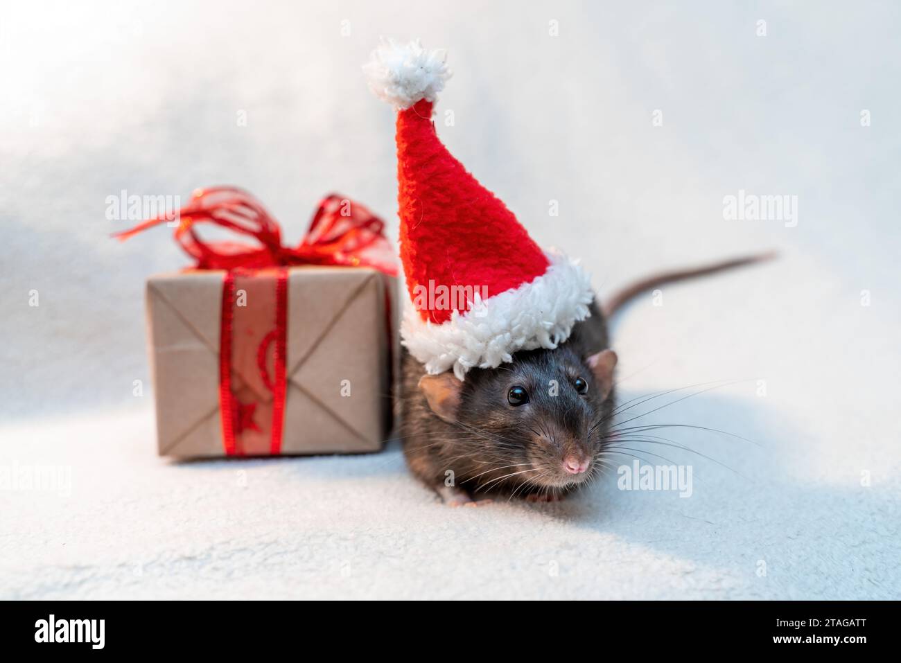Rat Santa hat gift. Symbol of the Chinese New Year. Funny black Dumbo ...