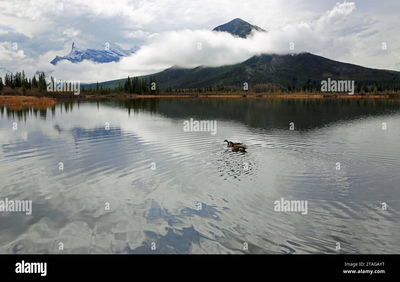 Goose mountain canada hi-res stock photography and images - Alamy