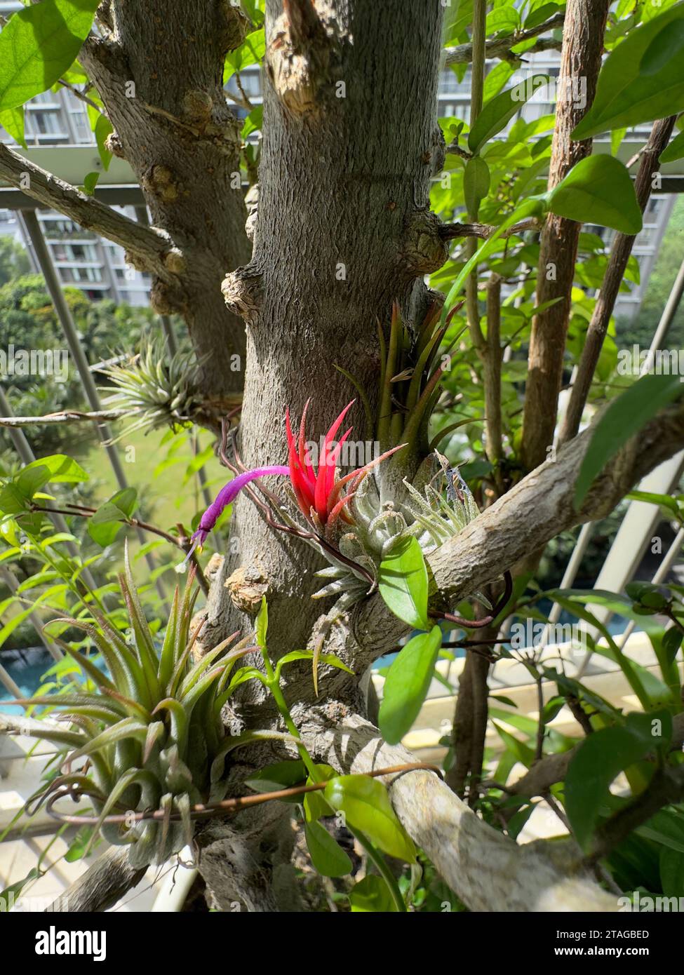 Air plant in Jasmine tree Stock Photo - Alamy