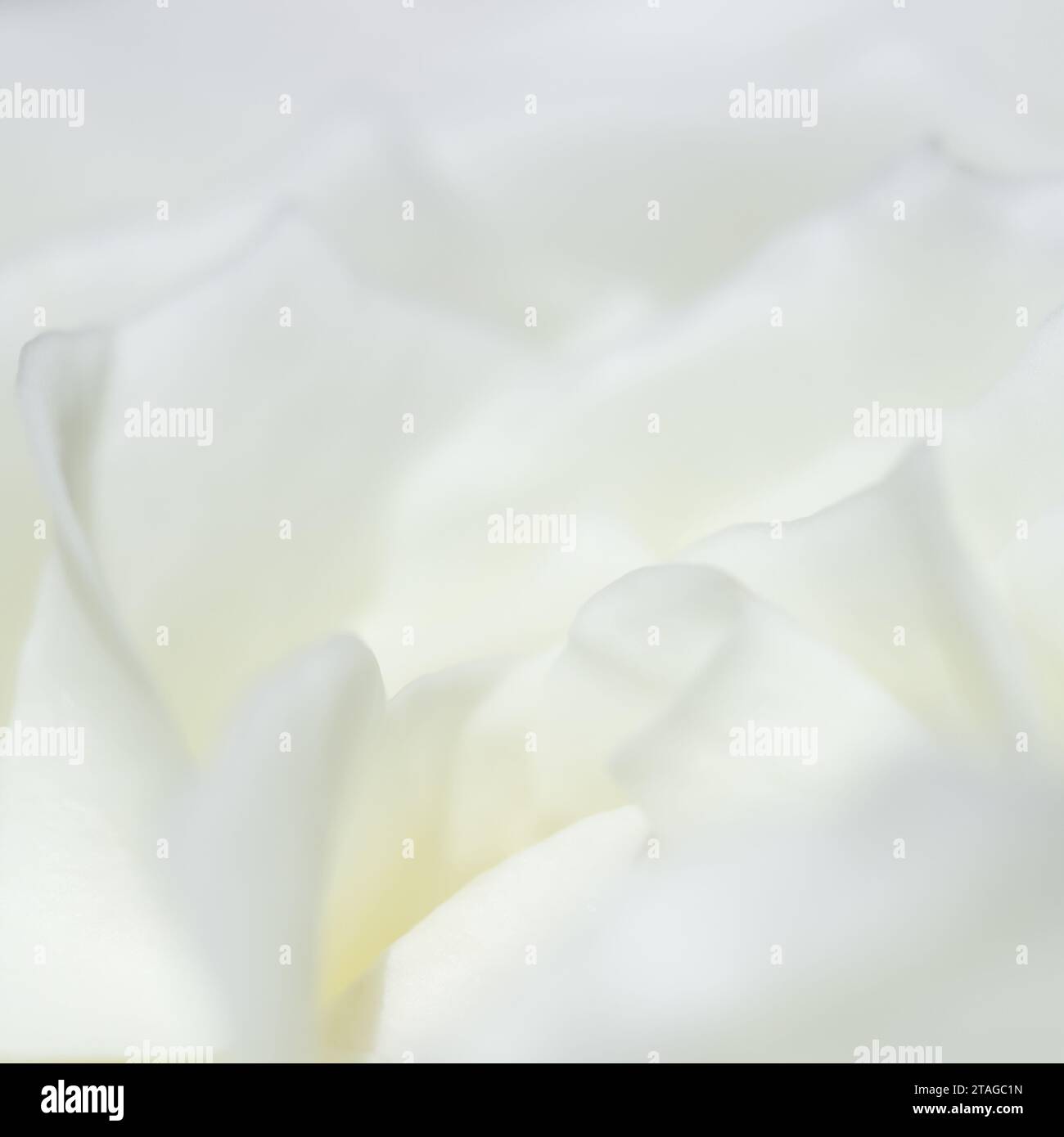 Abstract floral background, white rose flower petals. Macro flowers ...