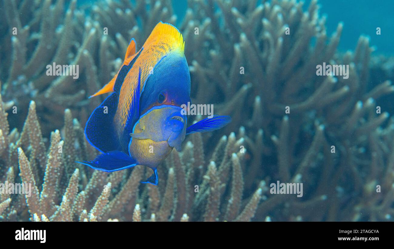 Blue-girdled Angelfish or majestic angelfish swims over corals of Bali ...