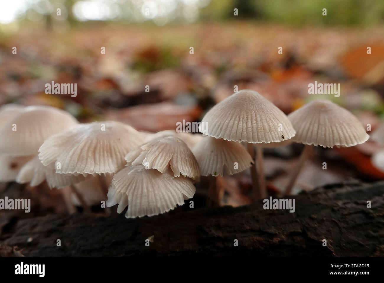 Angels bonnet hi-res stock photography and images - Alamy