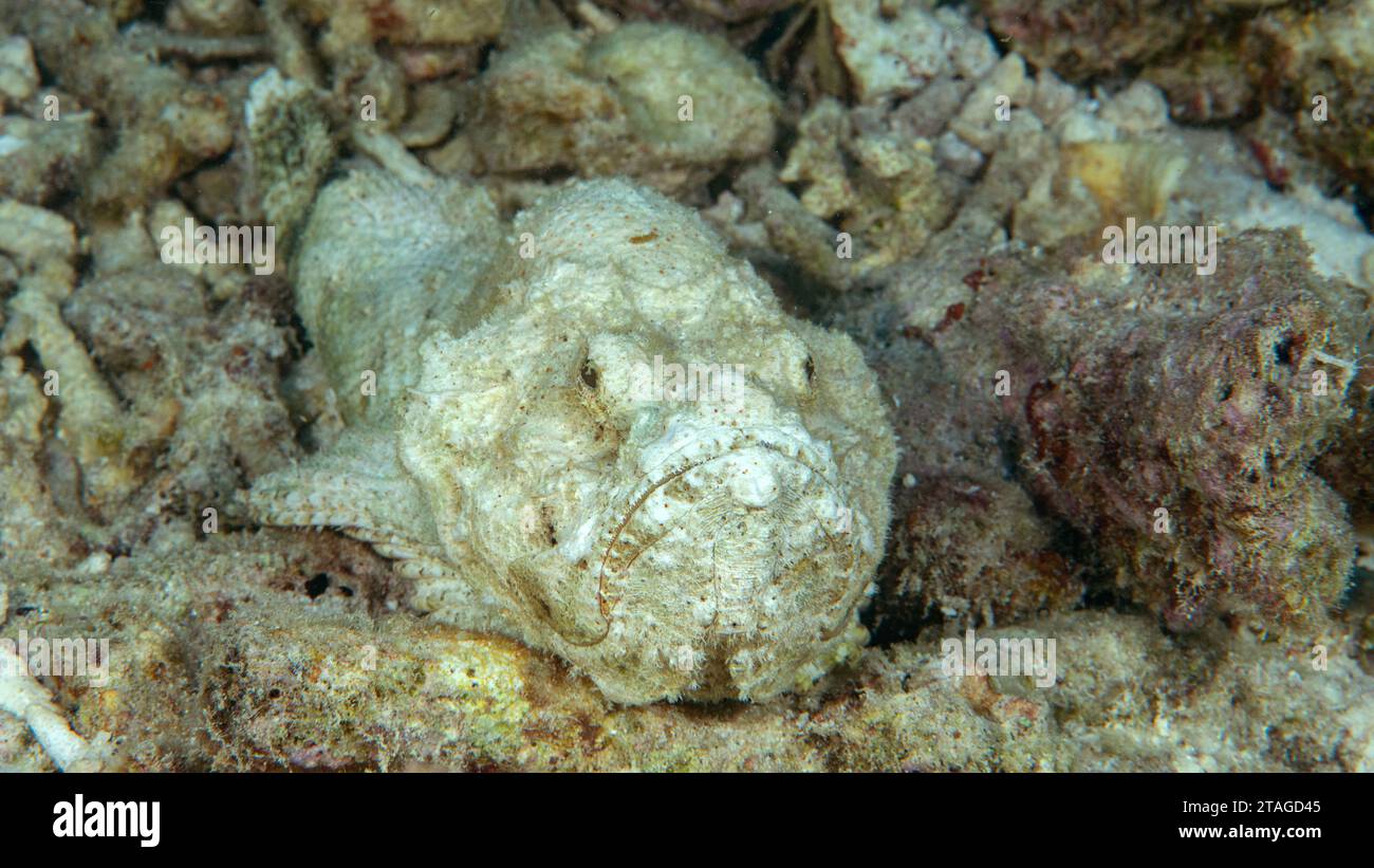 Hunting tank hi-res stock photography and images - Alamy