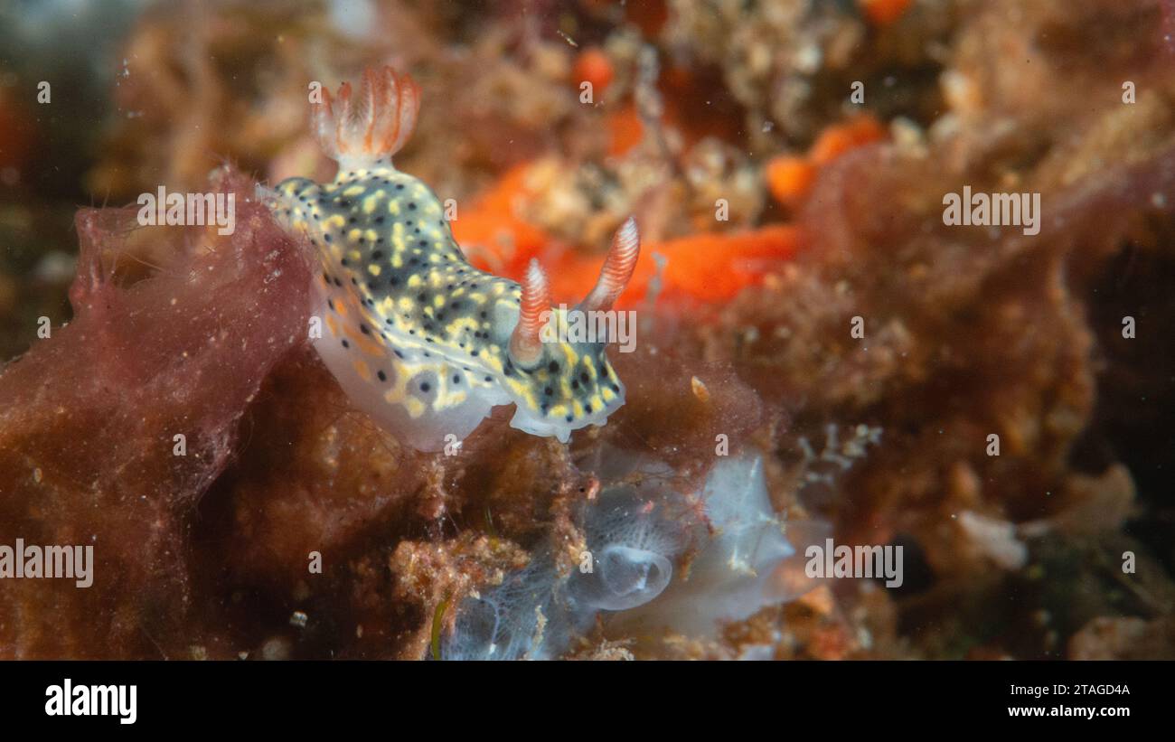 Hypselodoris infucata hi-res stock photography and images - Alamy