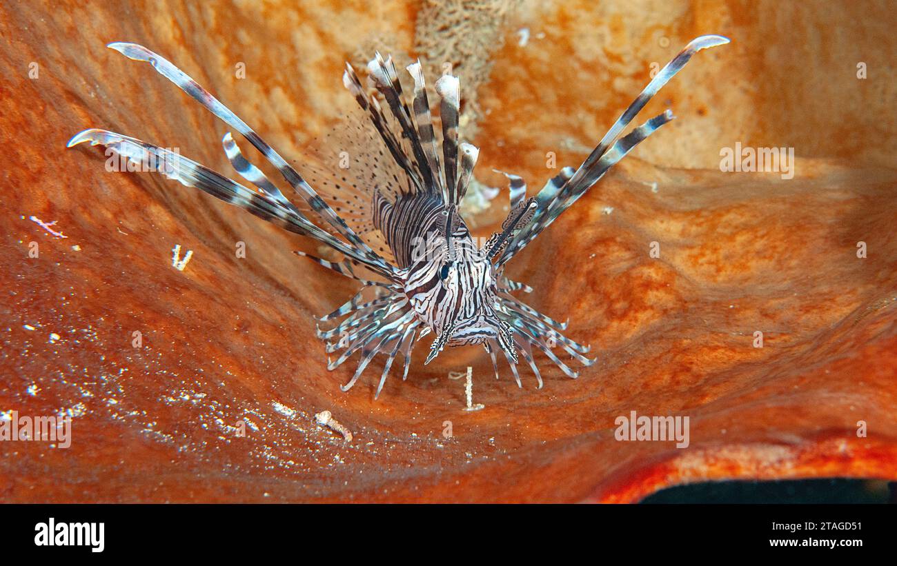 Lion fish in tank hi-res stock photography and images - Alamy