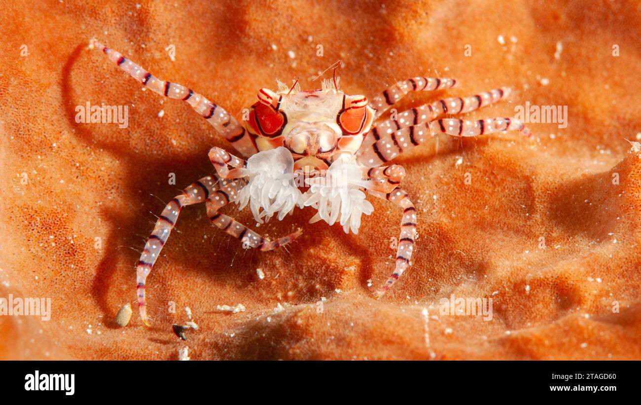 Mosaic boxer crab resting on a coral reef of Bali Stock Photo - Alamy