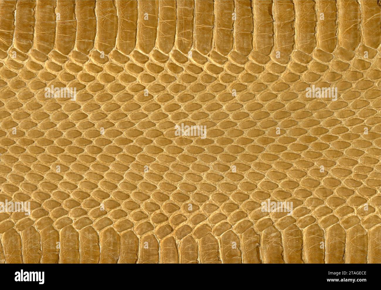 Snakeskin Leather Texture Stock Photo - Alamy