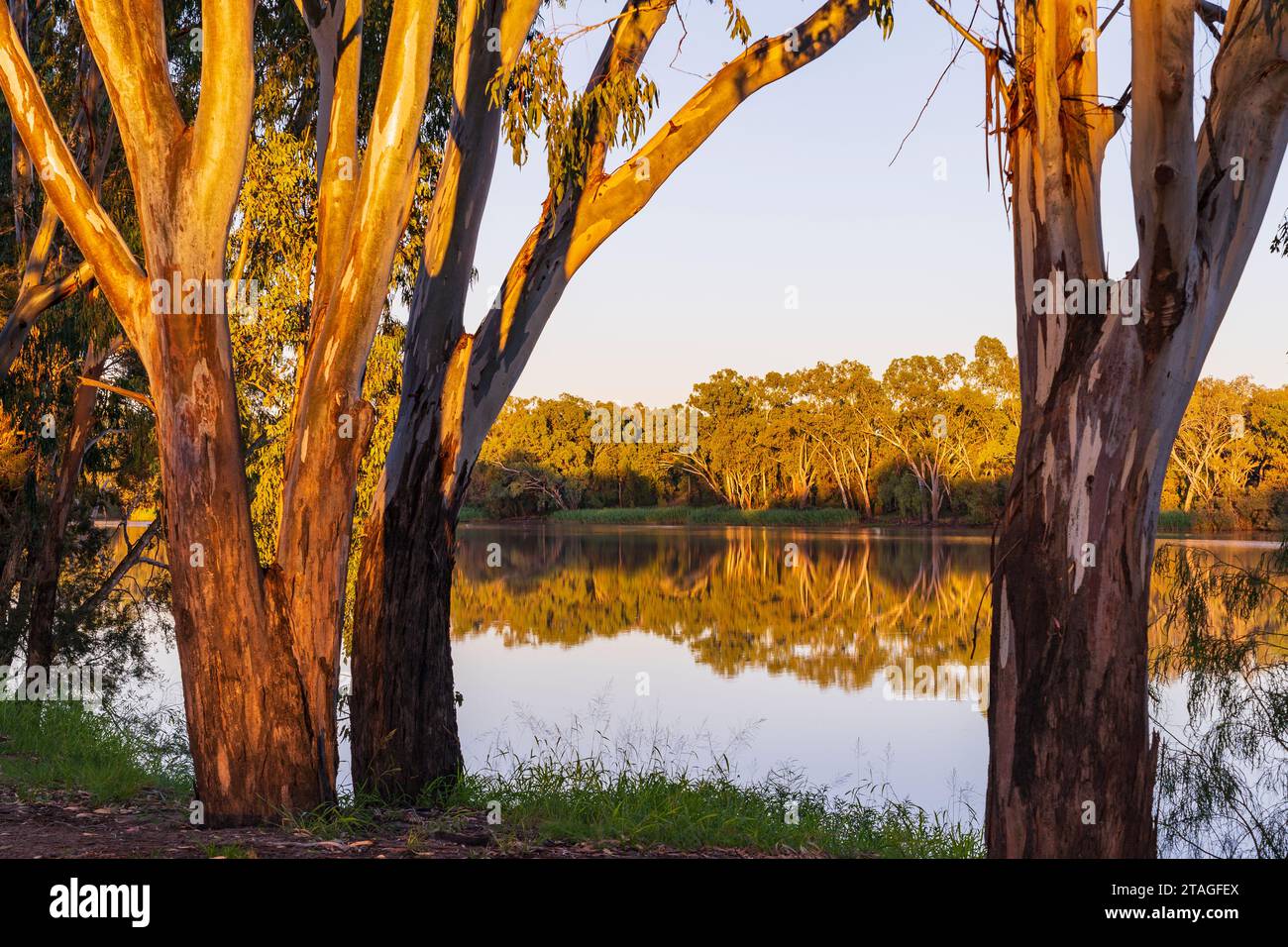 Gum trees lining a wide calm river un early morning sunshine at St ...