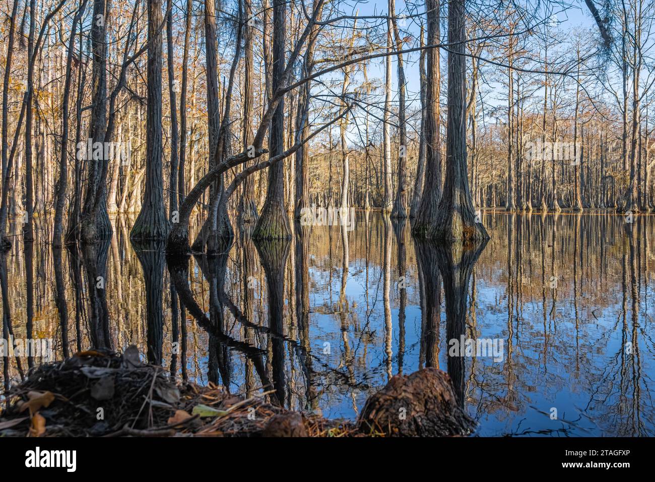 Submerged bald cypress forest in late fall at George L. Smith State ...