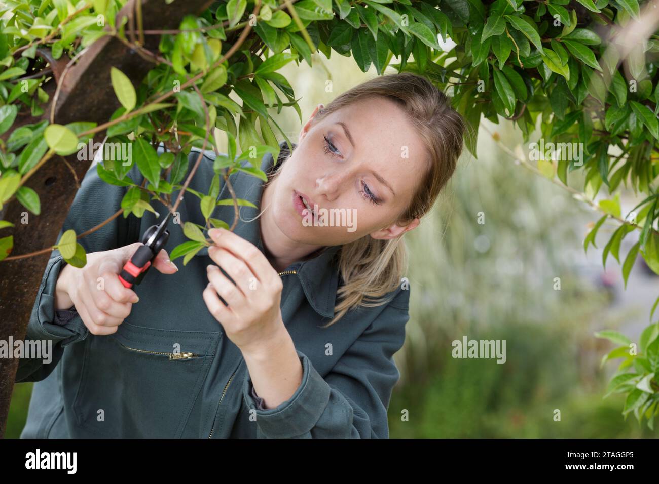 female gardener cutting growing branch Stock Photo - Alamy