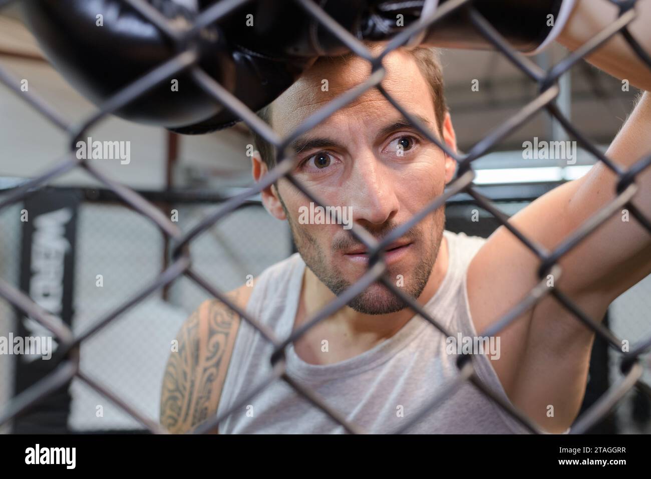 Boxers face hi-res stock photography and images - Alamy
