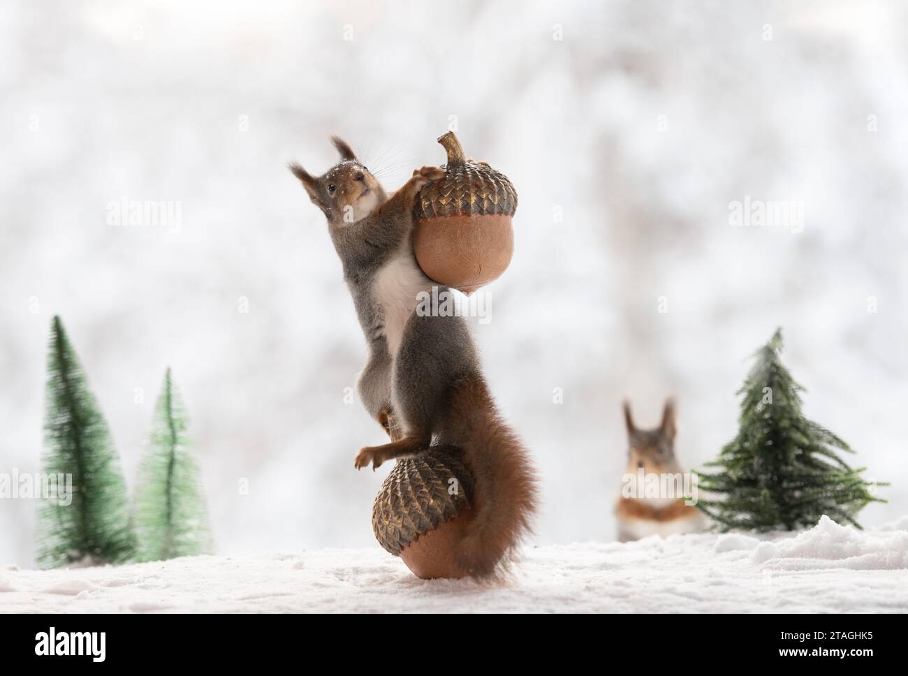 Red Squirrel, Sciurus vulgaris, Eurasian red squirrel, Sweden Stock ...