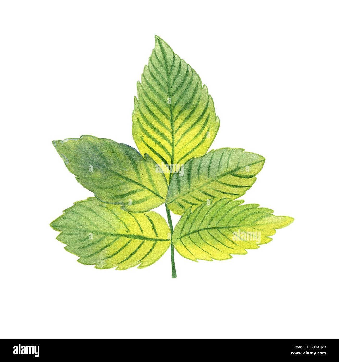 Rosehip leaf watercolor illustration. Hand drawn bush branch Stock ...