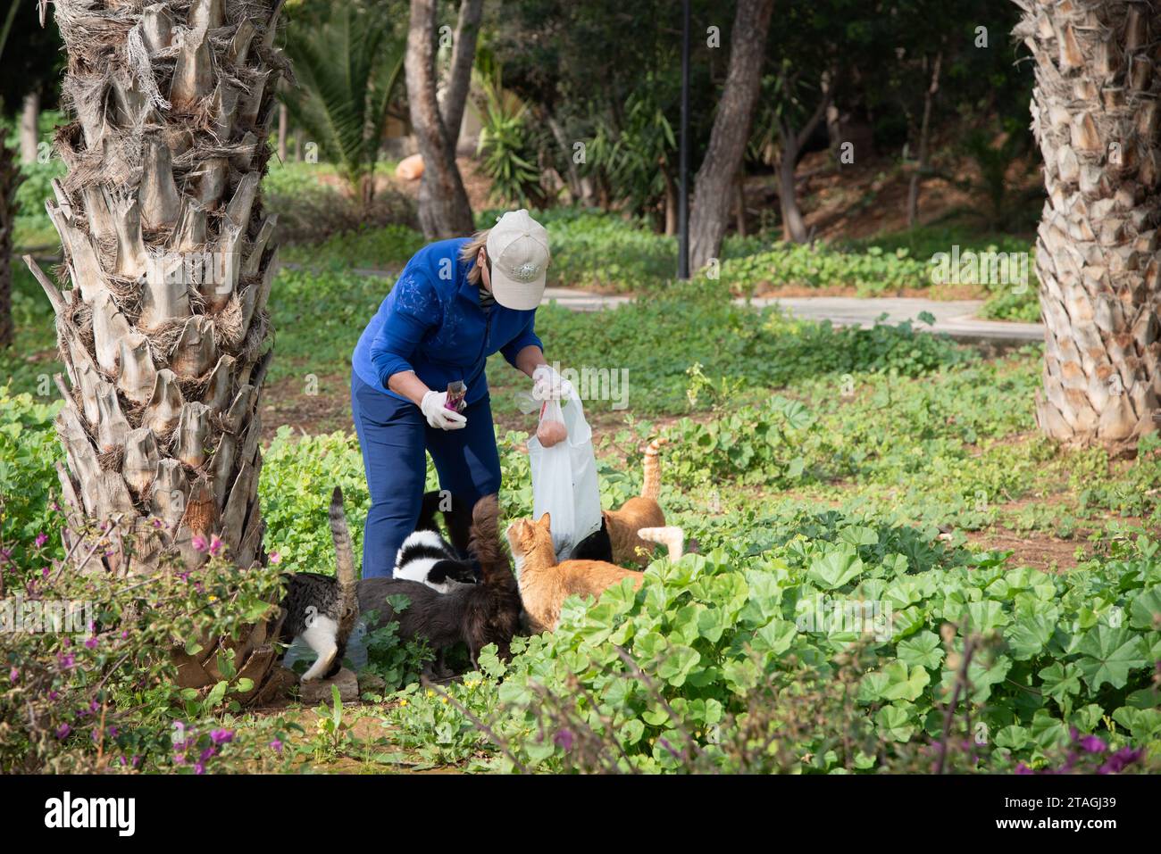 Caring for feline hi-res stock photography and images - Alamy