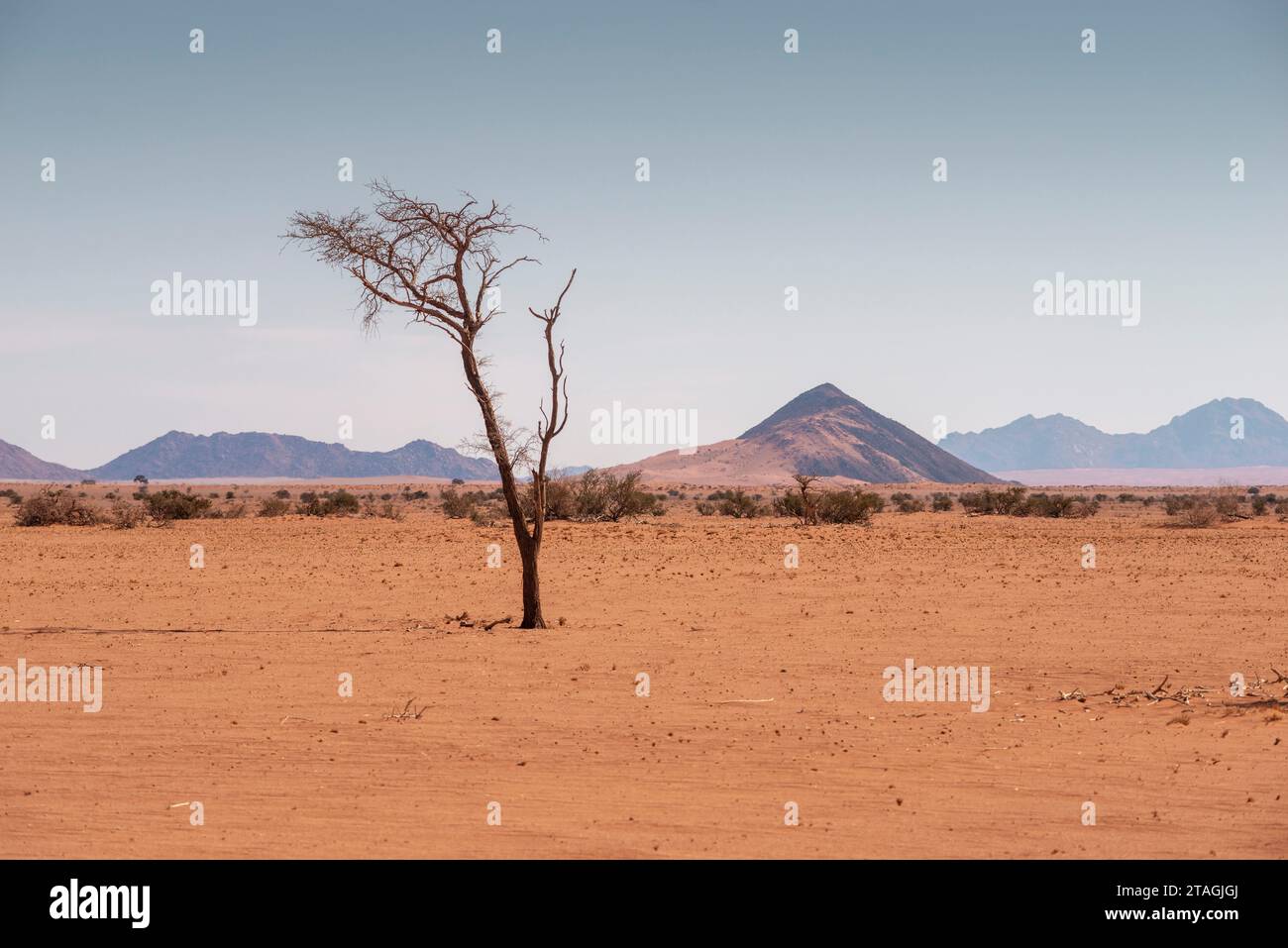 Single tree of desert hi-res stock photography and images - Alamy
