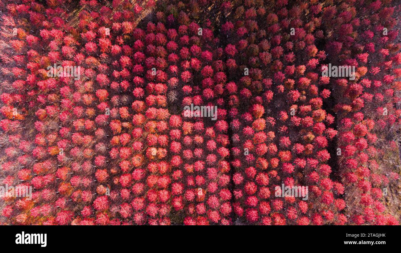 Aerial photo shows the red maple trees at a college in Wuhan City ...