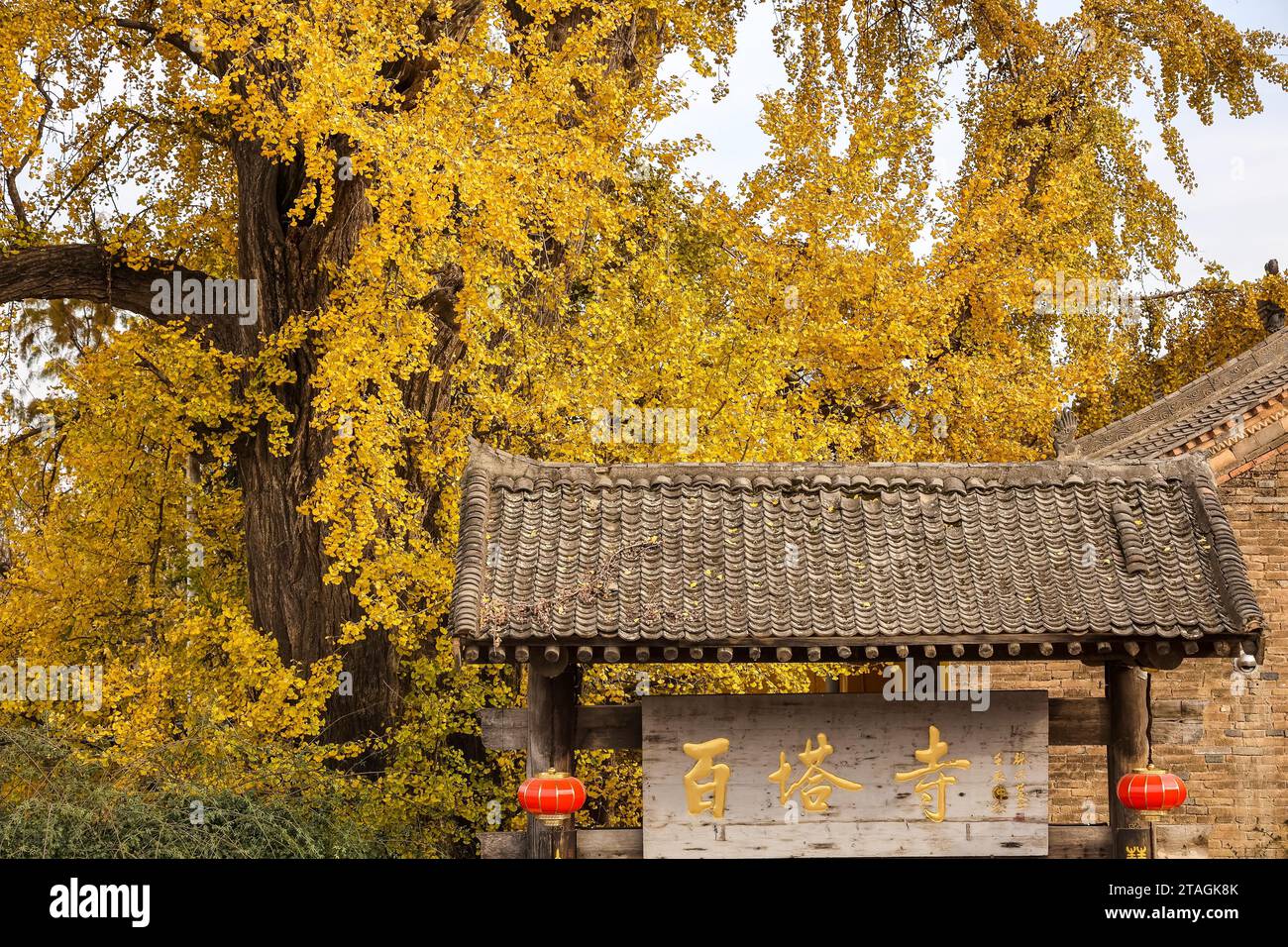 Aerial photo shows an ancient ginkgo tree at Baita Temple in Xi'an City ...