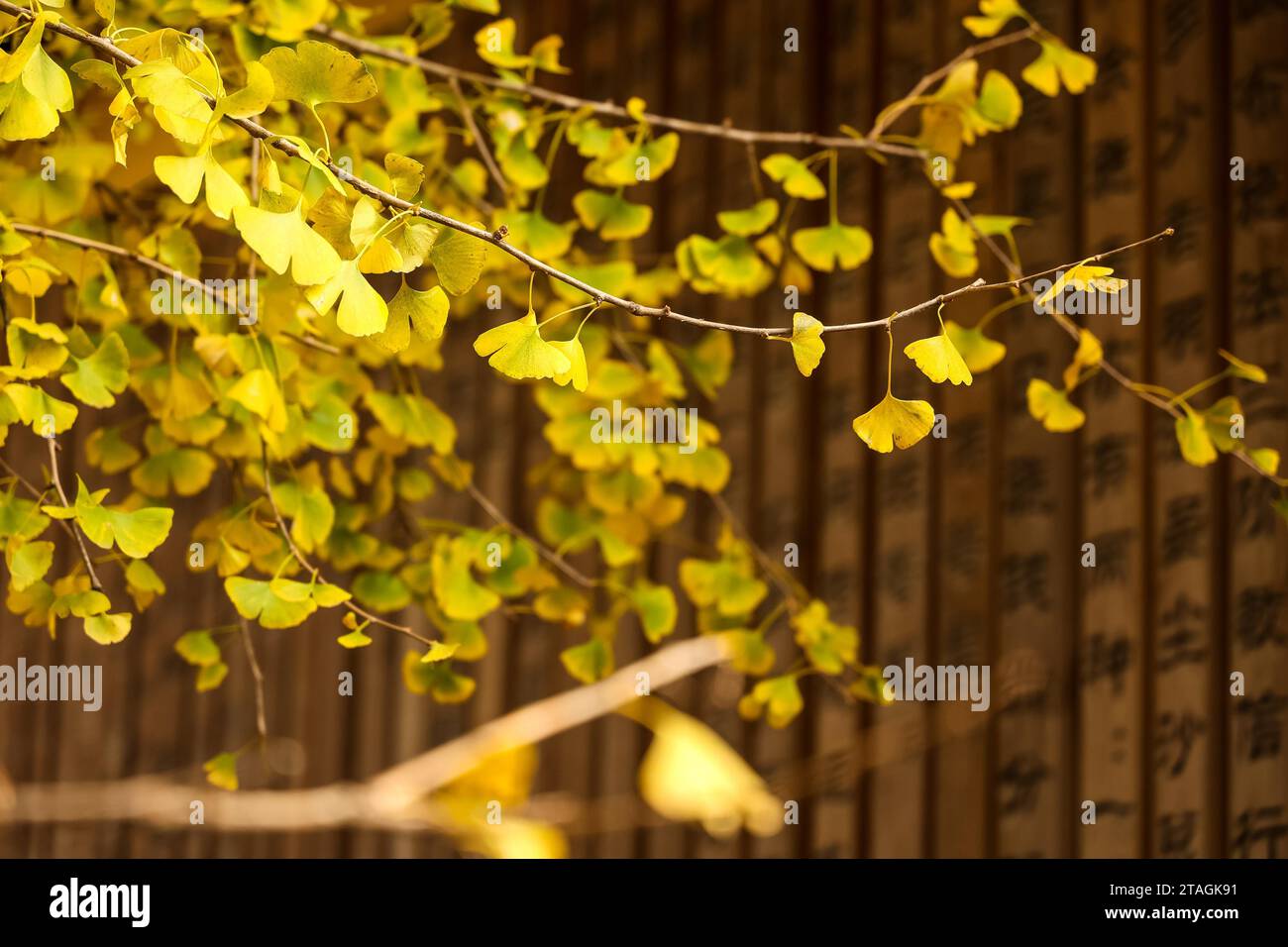 Aerial photo shows an ancient ginkgo tree at Baita Temple in Xi'an City ...