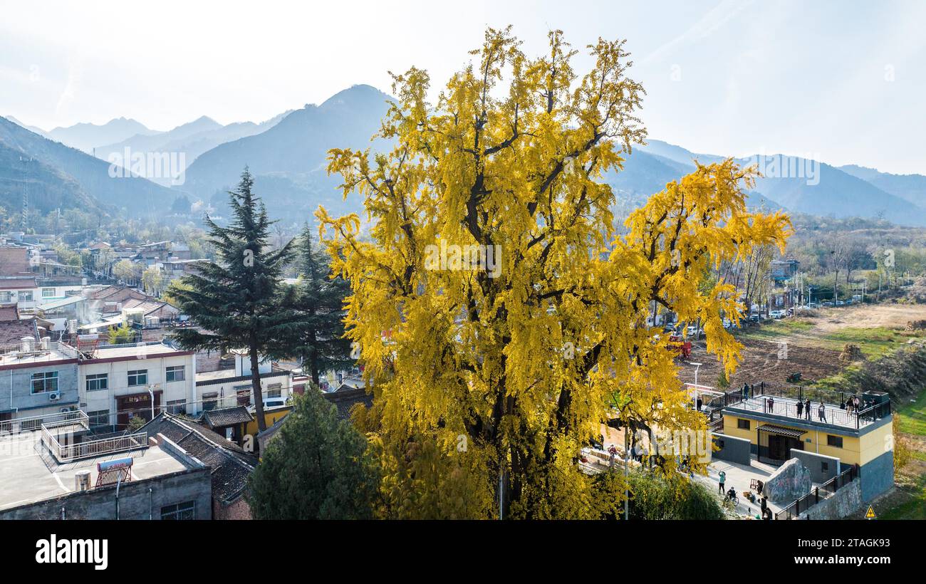 Aerial photo shows an ancient ginkgo tree at Baita Temple in Xi'an City ...