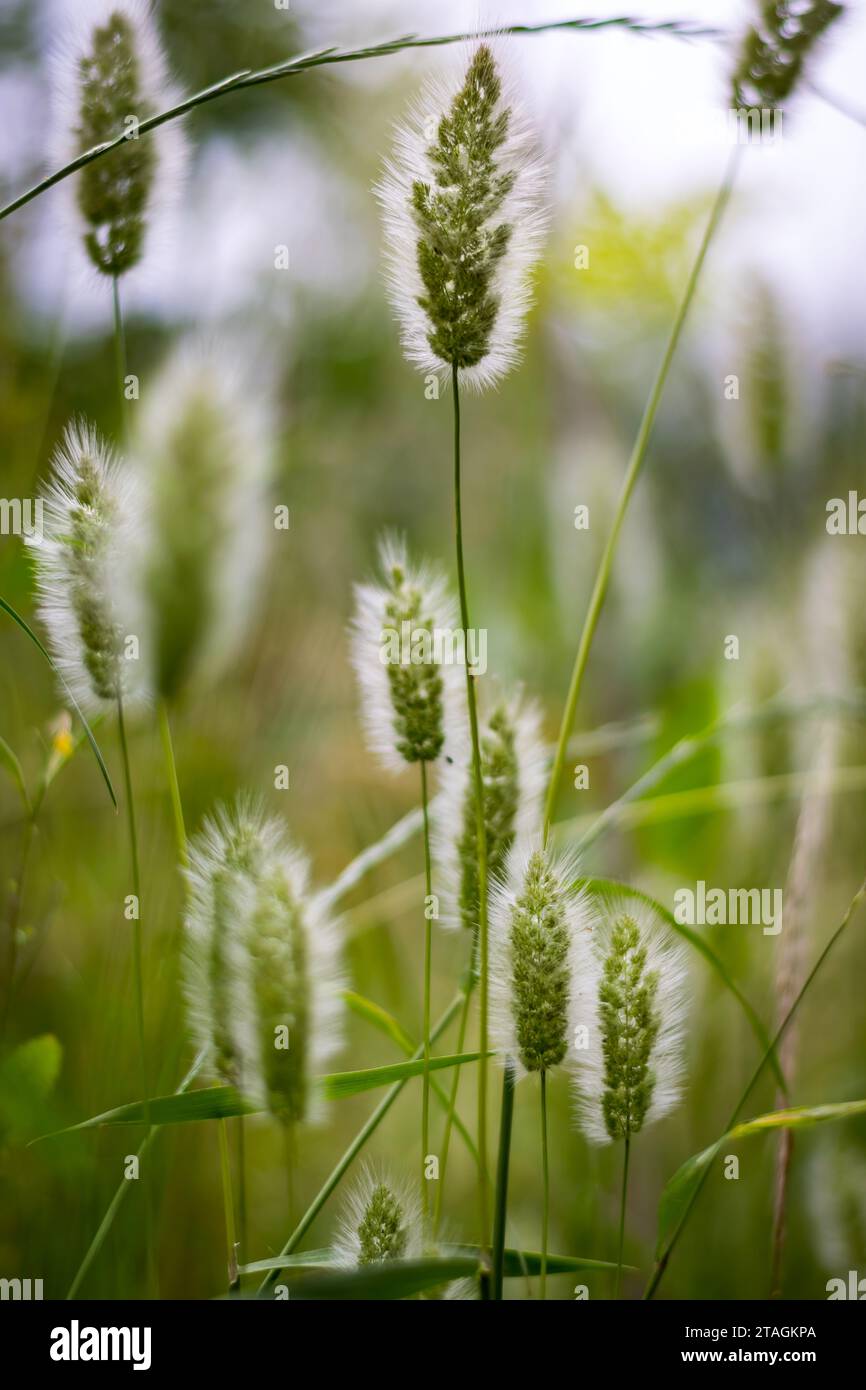 Weed grasses growing lawn hi-res stock photography and images - Alamy