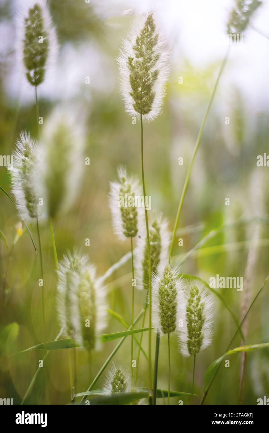 Green grasses in the park hi-res stock photography and images - Alamy