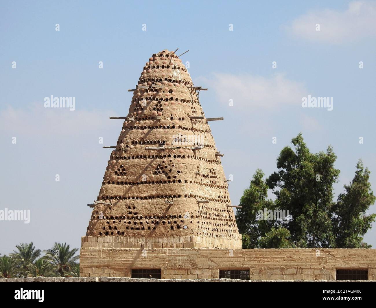 Exhibition pigeon hi-res stock photography and images - Alamy