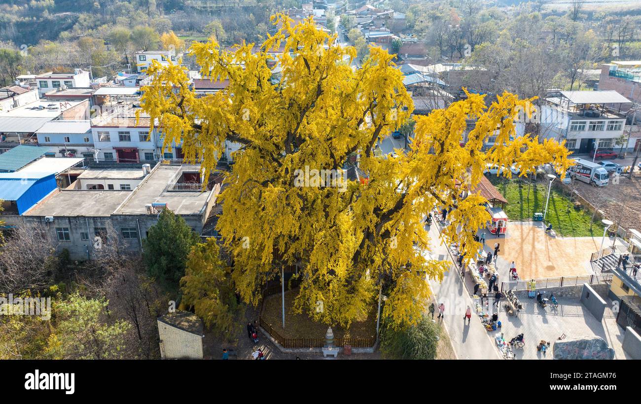 Aerial photo shows an ancient ginkgo tree at Baita Temple in Xi'an City ...