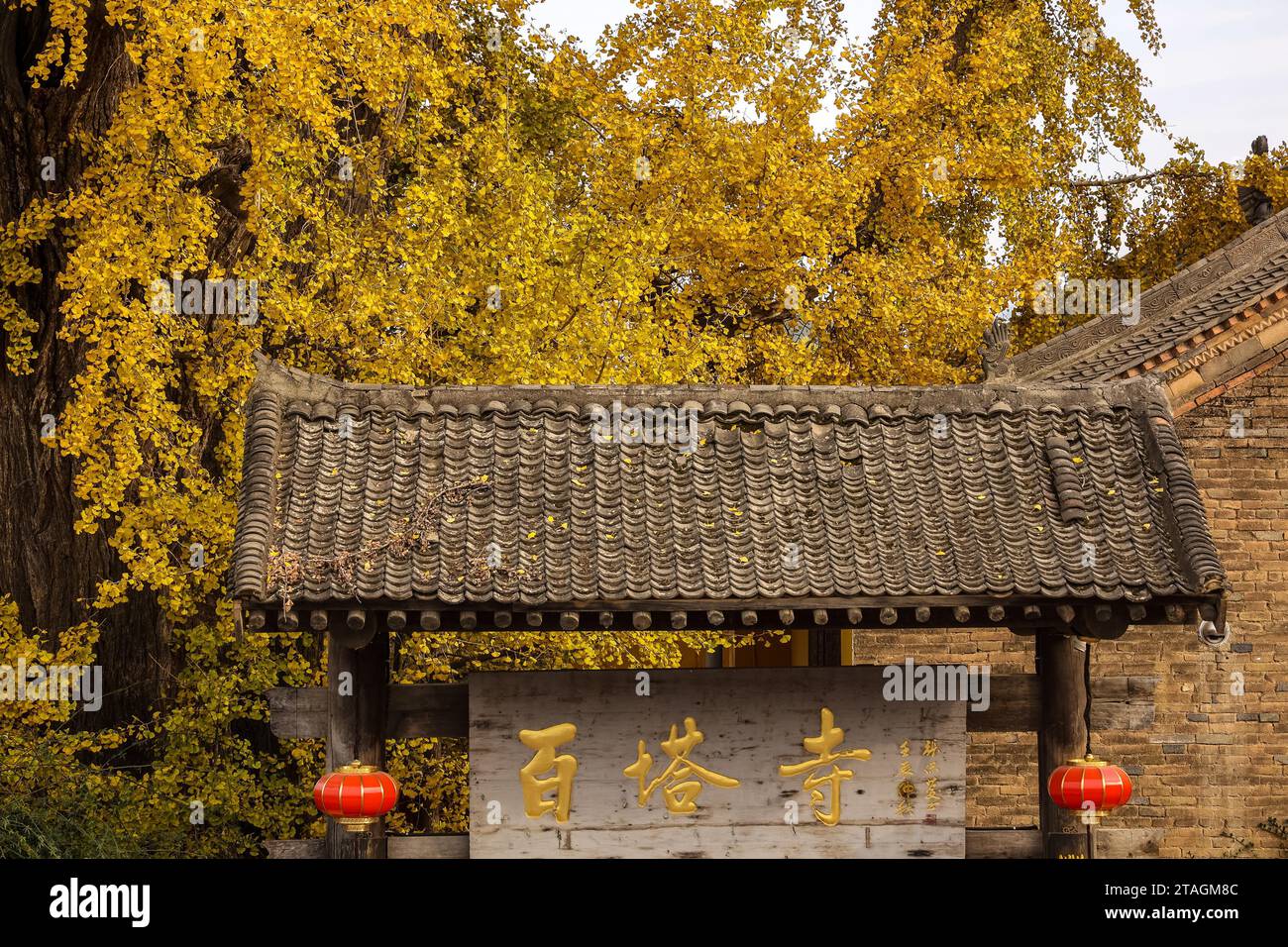 Aerial photo shows an ancient ginkgo tree at Baita Temple in Xi'an City ...