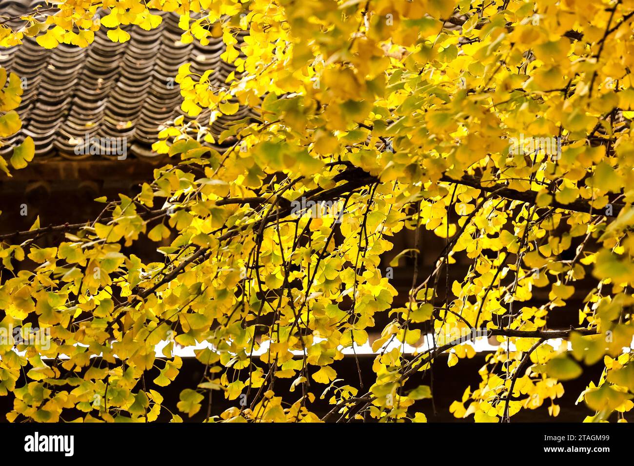 Aerial photo shows an ancient ginkgo tree at Baita Temple in Xi'an City ...