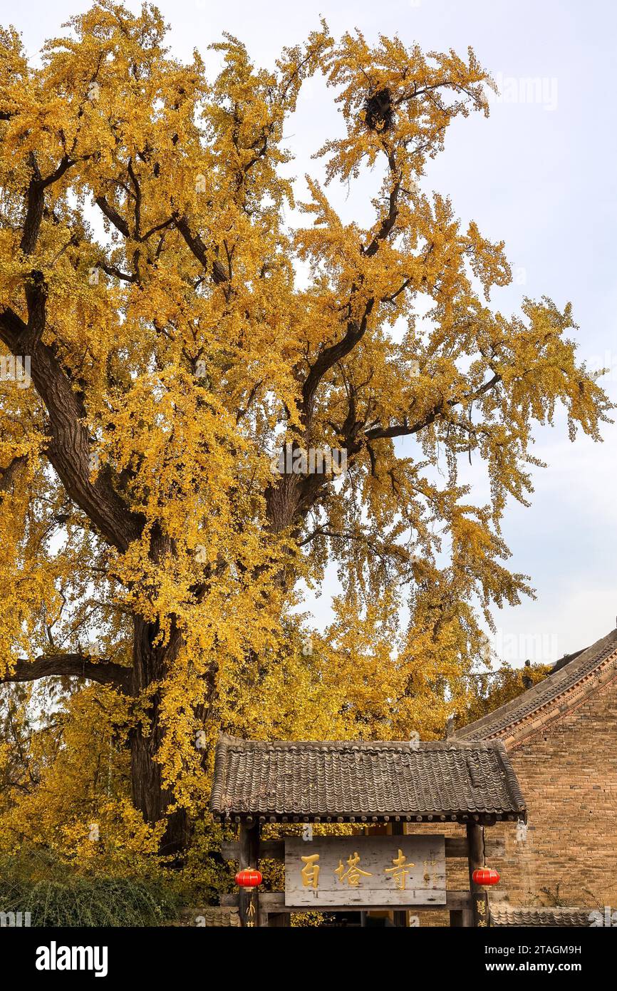 Aerial photo shows an ancient ginkgo tree at Baita Temple in Xi'an City ...
