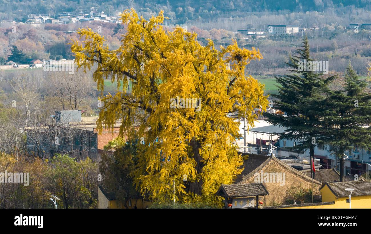Aerial photo shows an ancient ginkgo tree at Baita Temple in Xi'an City ...