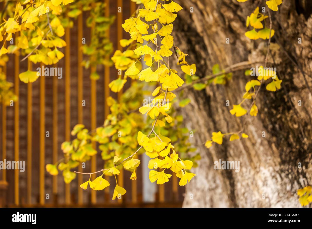 Aerial photo shows an ancient ginkgo tree at Baita Temple in Xi'an City ...