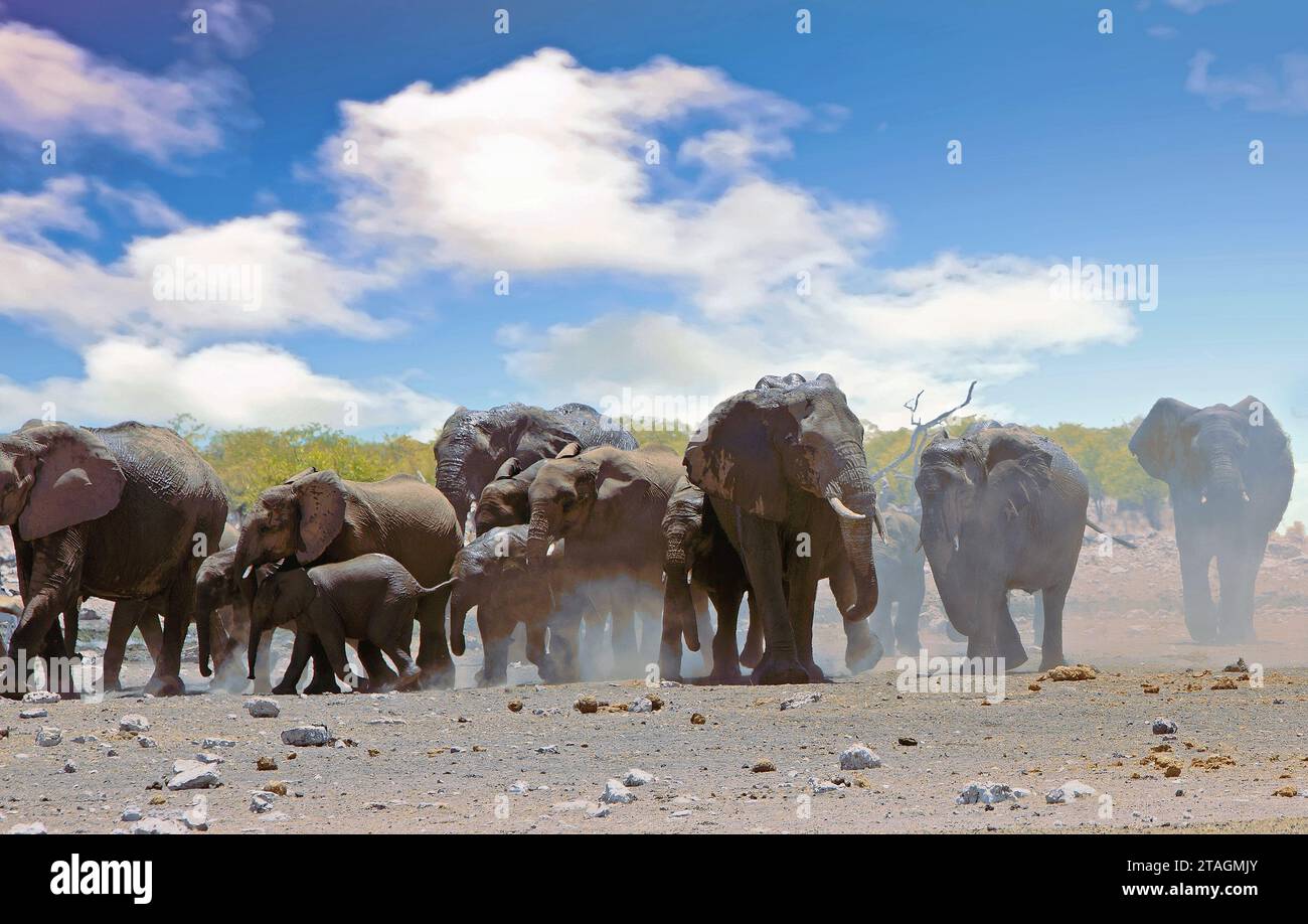 Elephsnts hi-res stock photography and images - Alamy