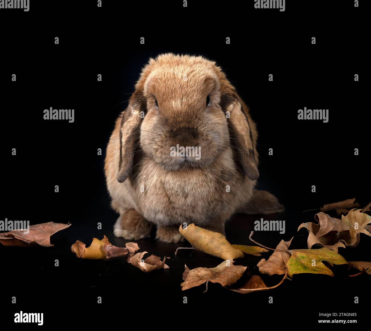 Lop rabbit in front of white background Stock Photo - Alamy